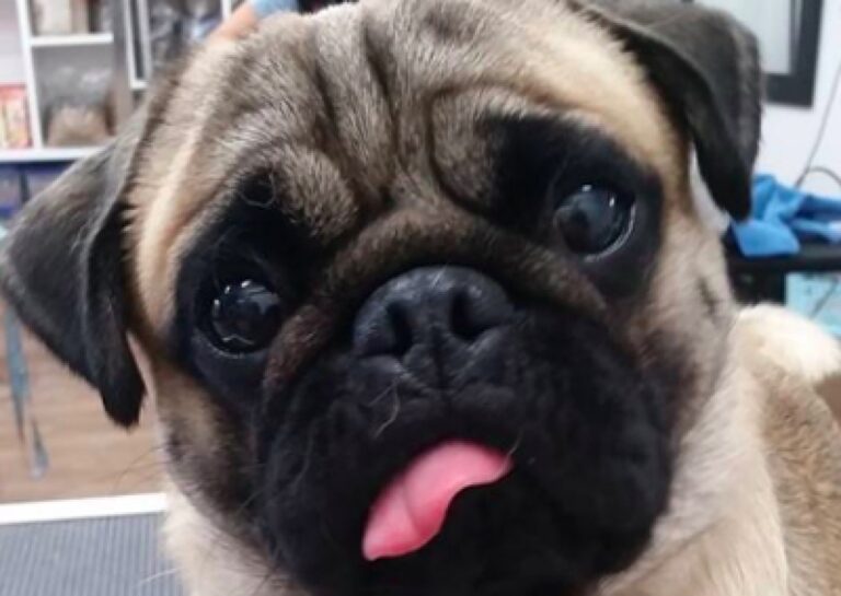 Mops - Pasja Salon - Psi Fryzjer, Strzyżenie psów