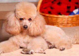 Pudel miniaturowy - Pasja Salon - Psi Fryzjer, Strzyżenie psów